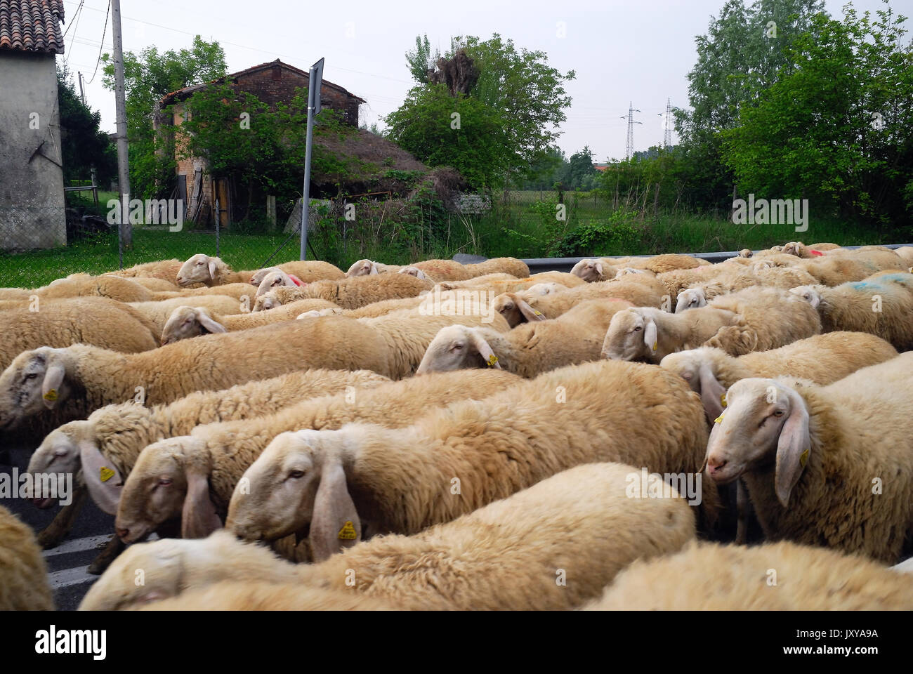 Cadoneghe, Italy. Transhumance of a sheep flock, from plains to ...
