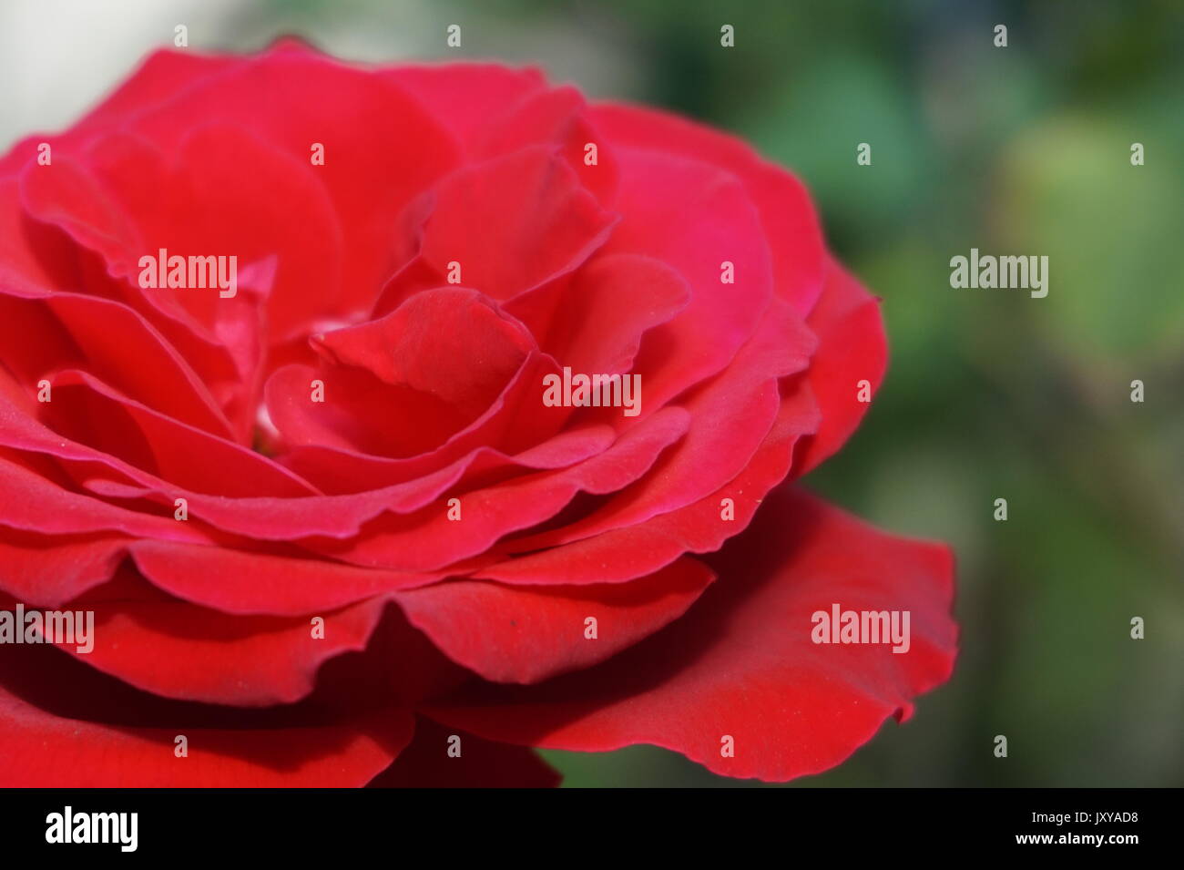 Nature is not a place to visit, it is happiness for someone with deep ...