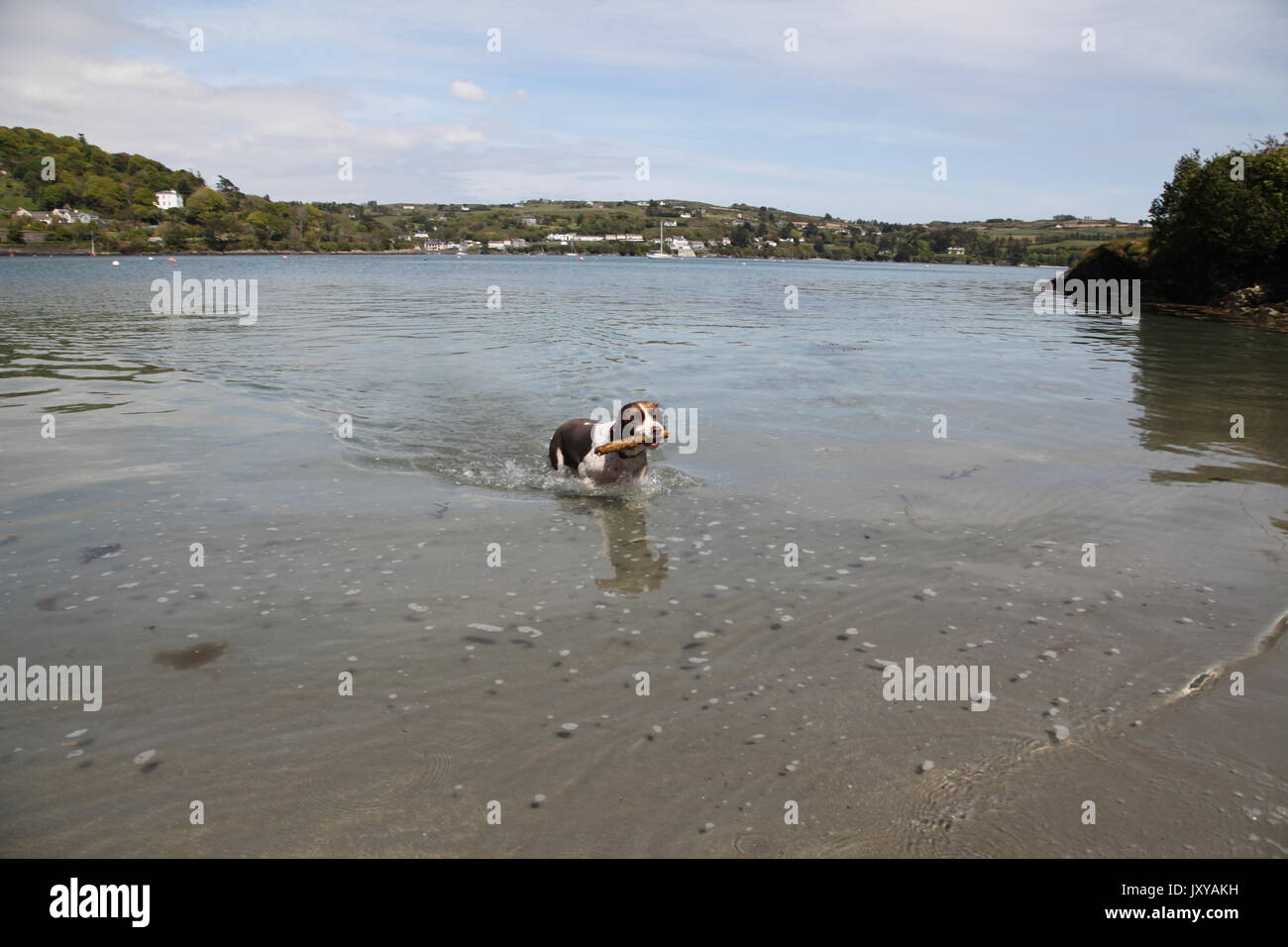 Dog and Stick Stock Photo - Alamy