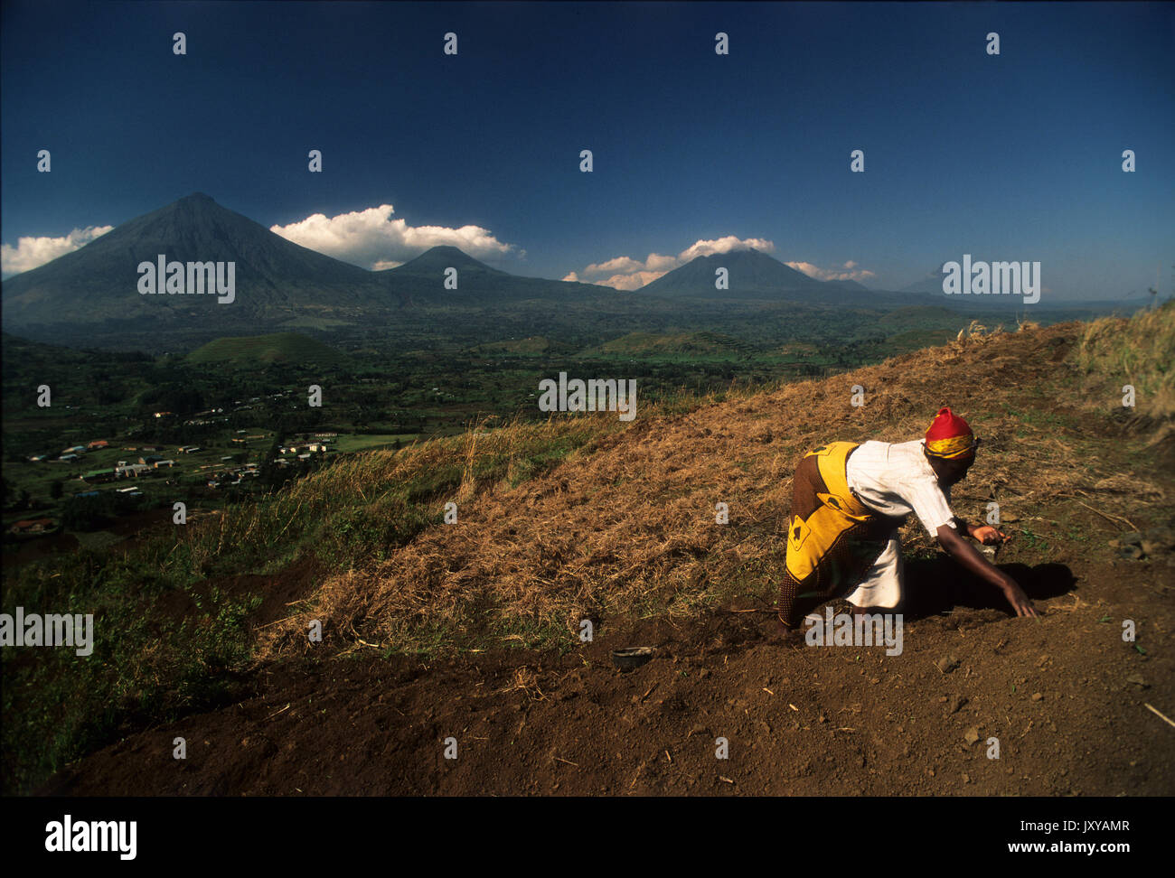 Woman working on the field, Virungas volcanoes in background, viewed ...
