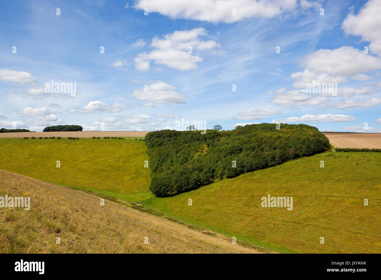 a small woodland copse in a triangular shape along the slope of a ...
