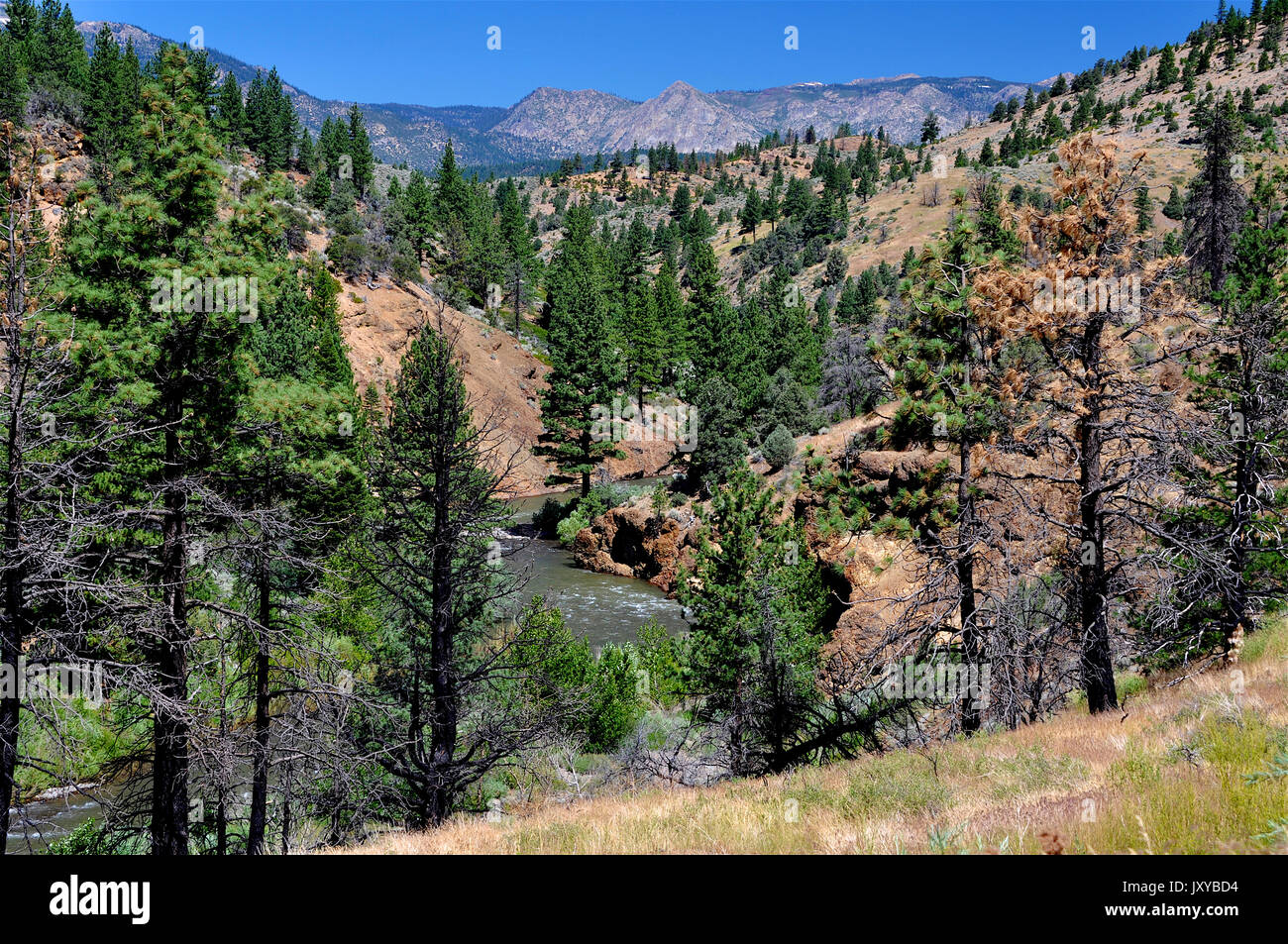 Carson River, California 7 17 Stock Photo - Alamy