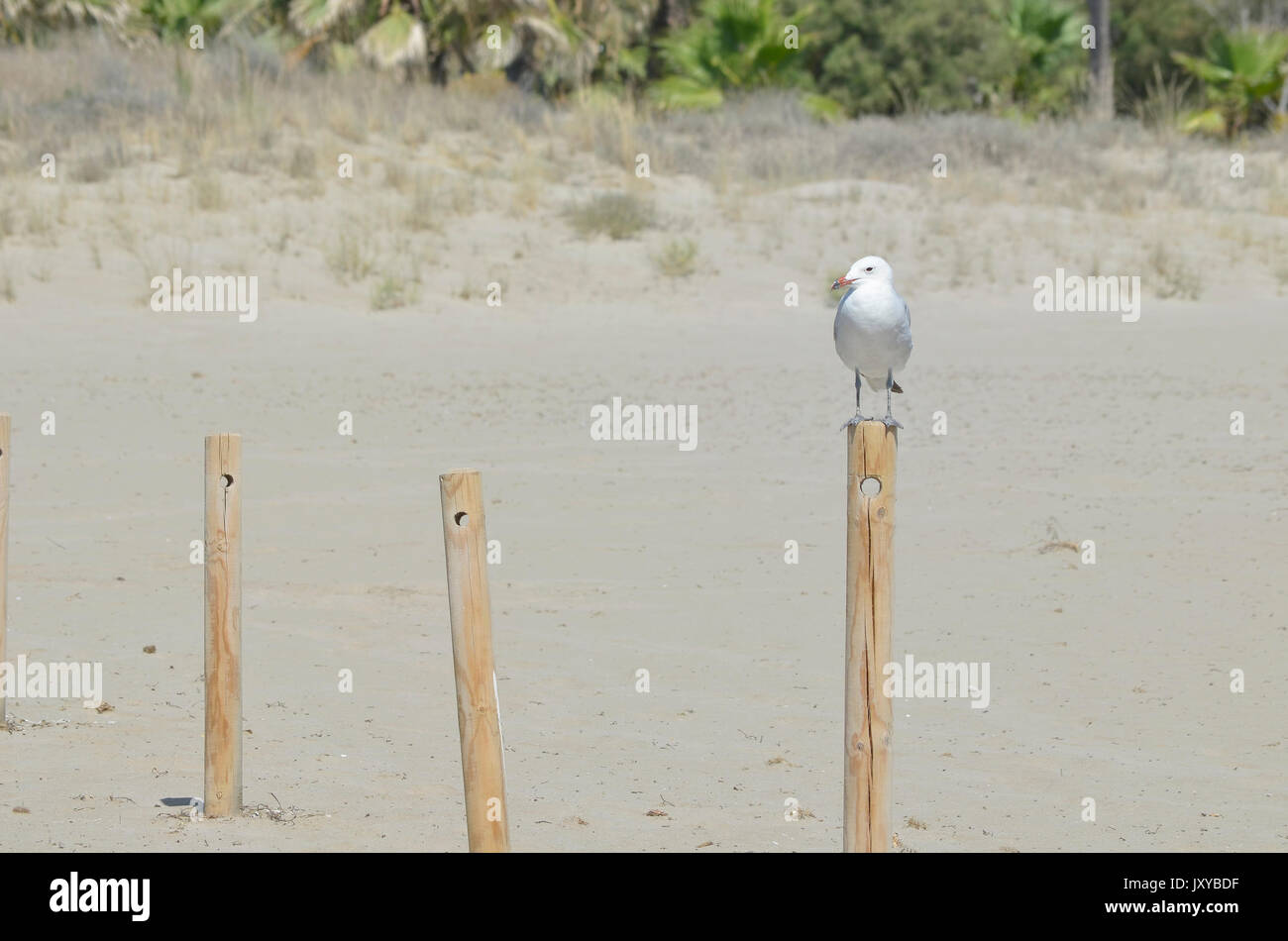 Seagull over wood stick at the beach, with the eye opened and looking ...