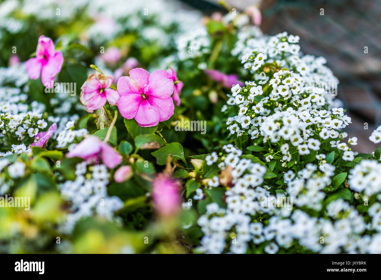 Pink periwinkle hi-res stock photography and images - Alamy