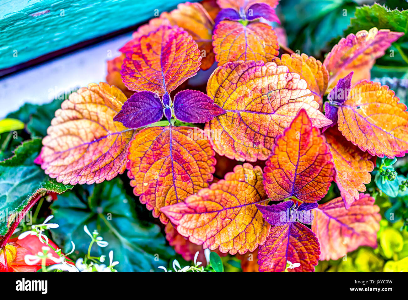 Coleus plant red color vibrant vivid leaves macro closeup Stock Photo ...