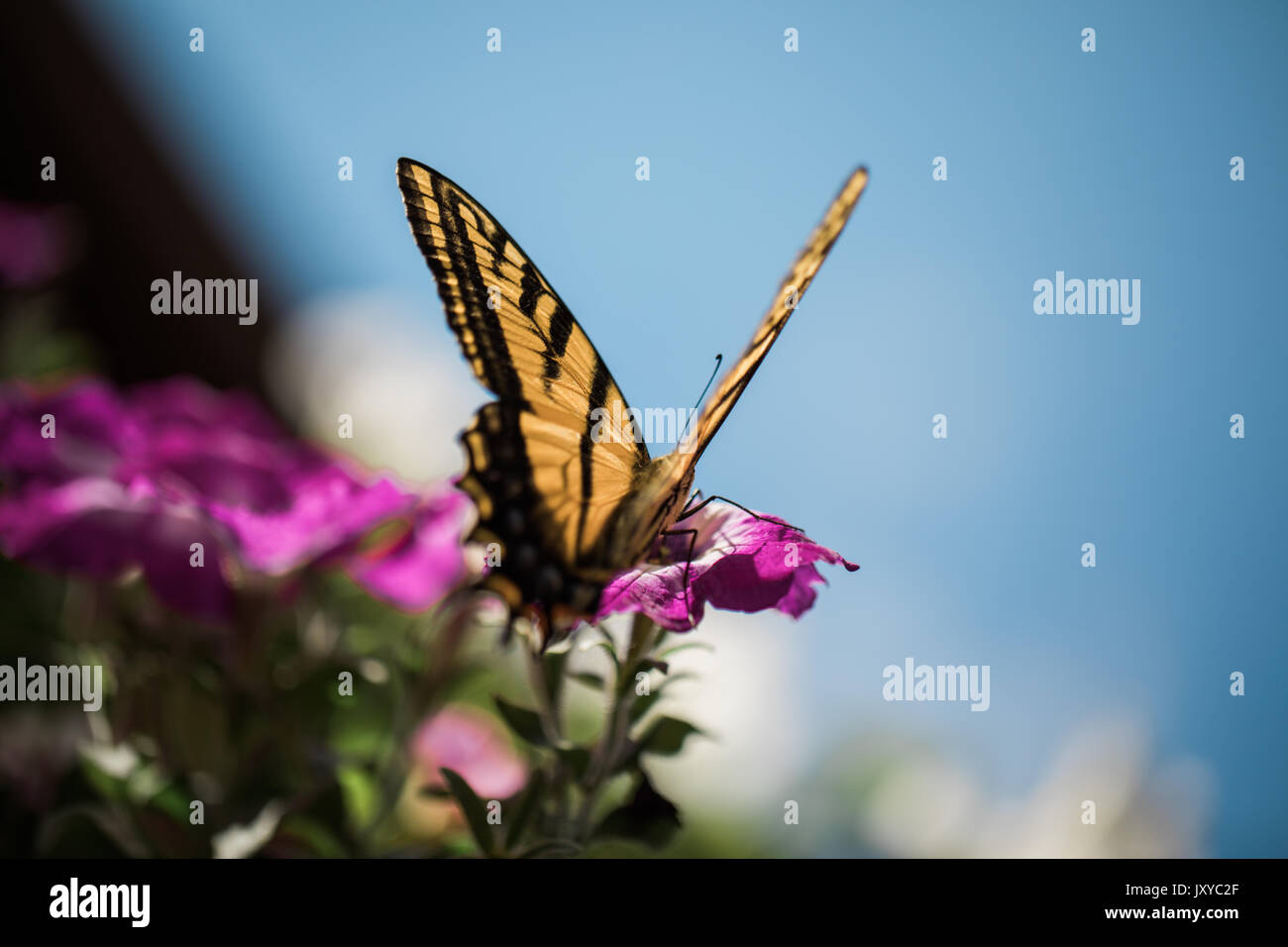 Yellow flying butterfly hi-res stock photography and images - Alamy