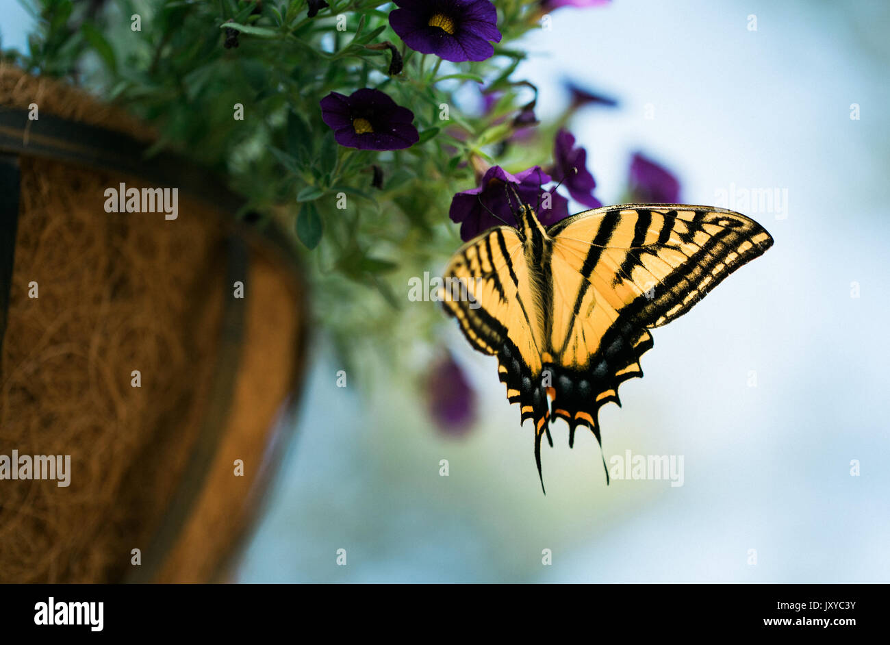 Colorado Swallowtail Butterfly Stock Photo - Alamy
