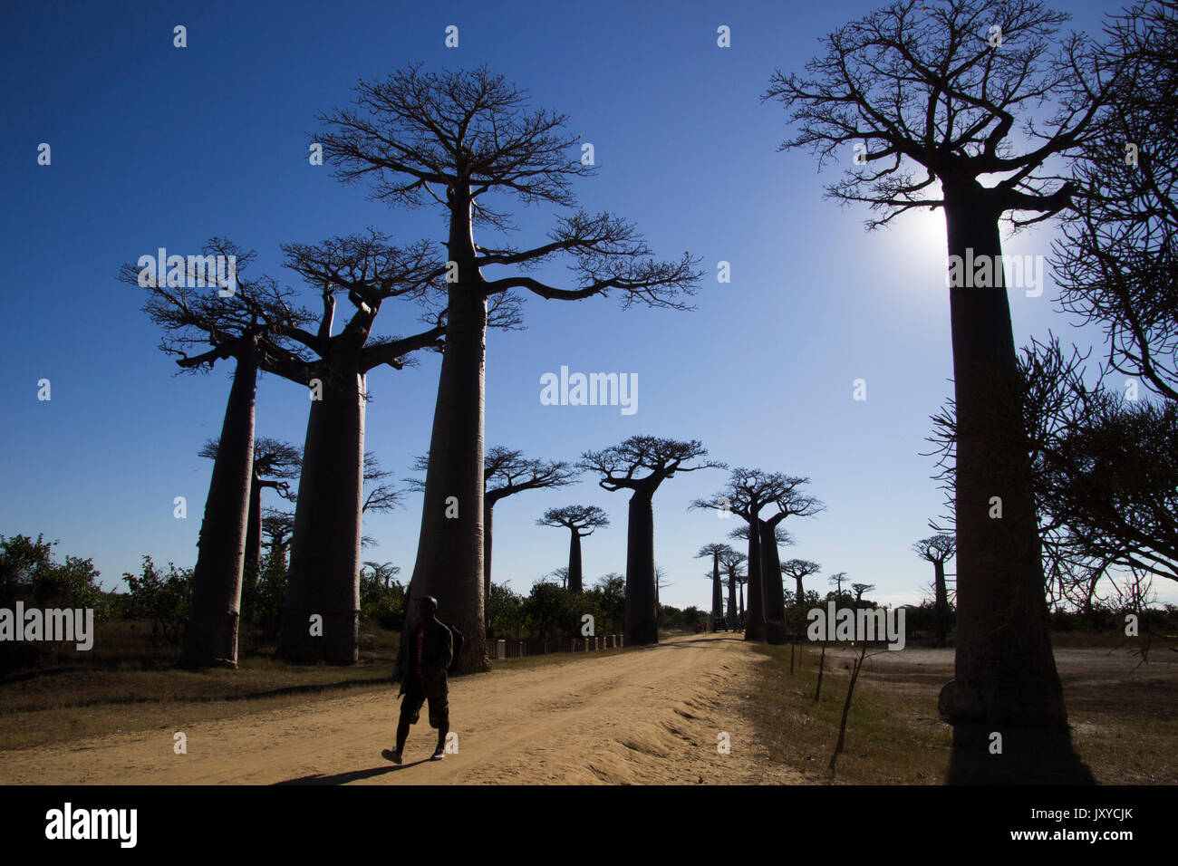 Baobab atardecer hi-res stock photography and images - Alamy