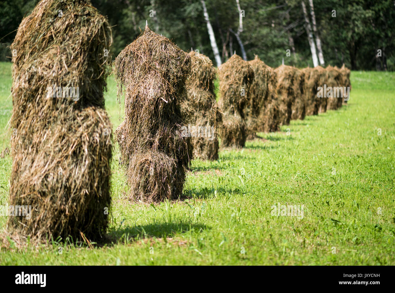 An ancient way to dry grass Stock Photo - Alamy