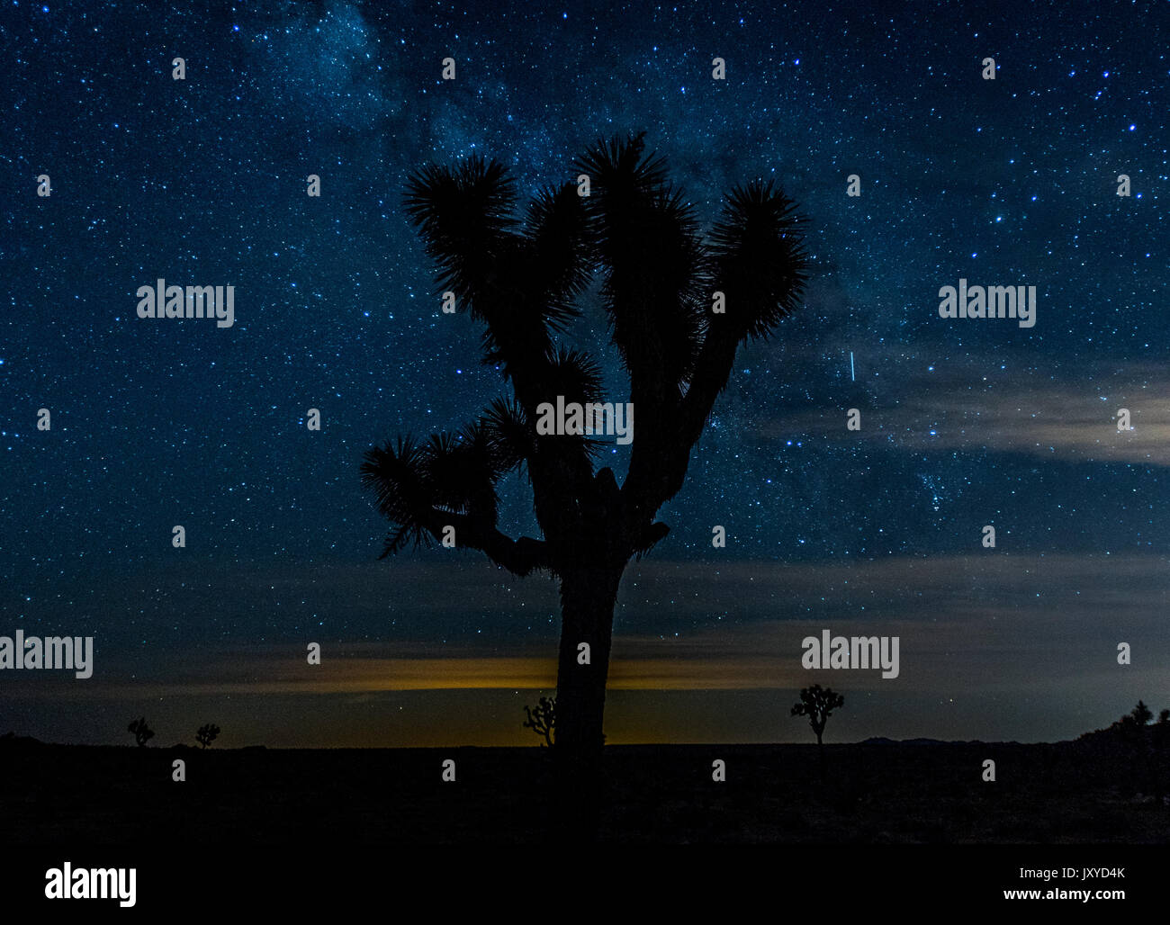 Centered Joshua Tree on Starry Night with subtle milky way in ...