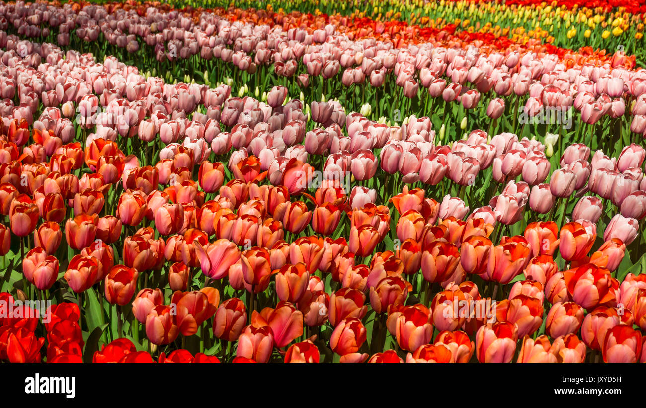 Beautiful spring flowers. tulip flowers field Stock Photo - Alamy