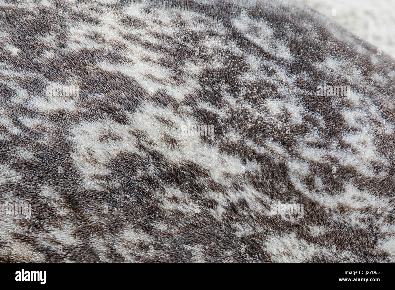 Close Up of Sandy Seal Fur Background Image Stock Photo - Alamy