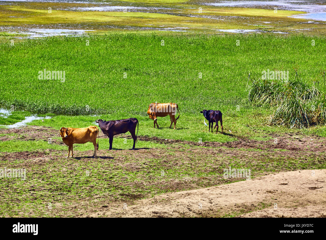 River Nile in Egypt. Life on the River Nile. Cow in Nile Stock Photo ...