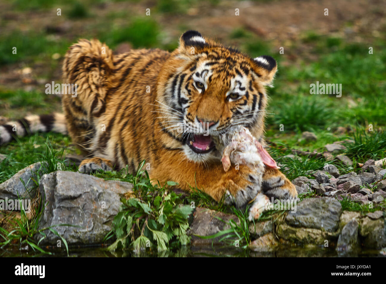 Tiger in forest hi-res stock photography and images - Alamy