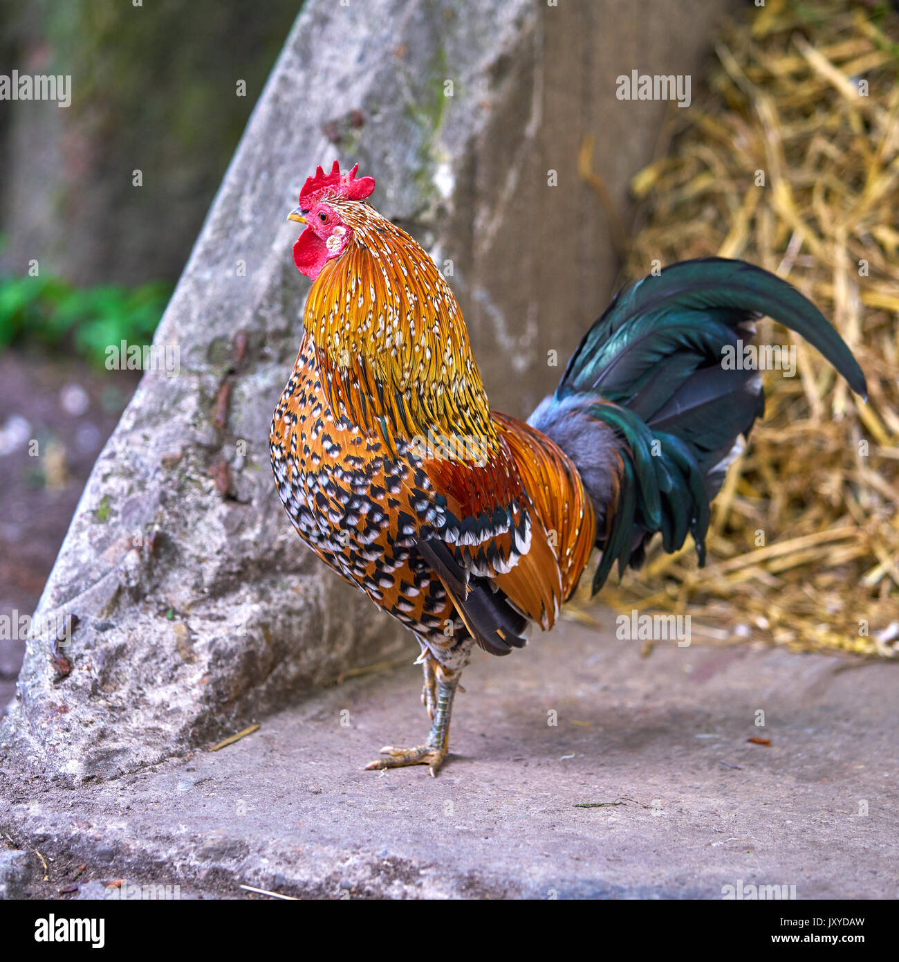 Roster. Colourful roster in nature farm Stock Photo - Alamy