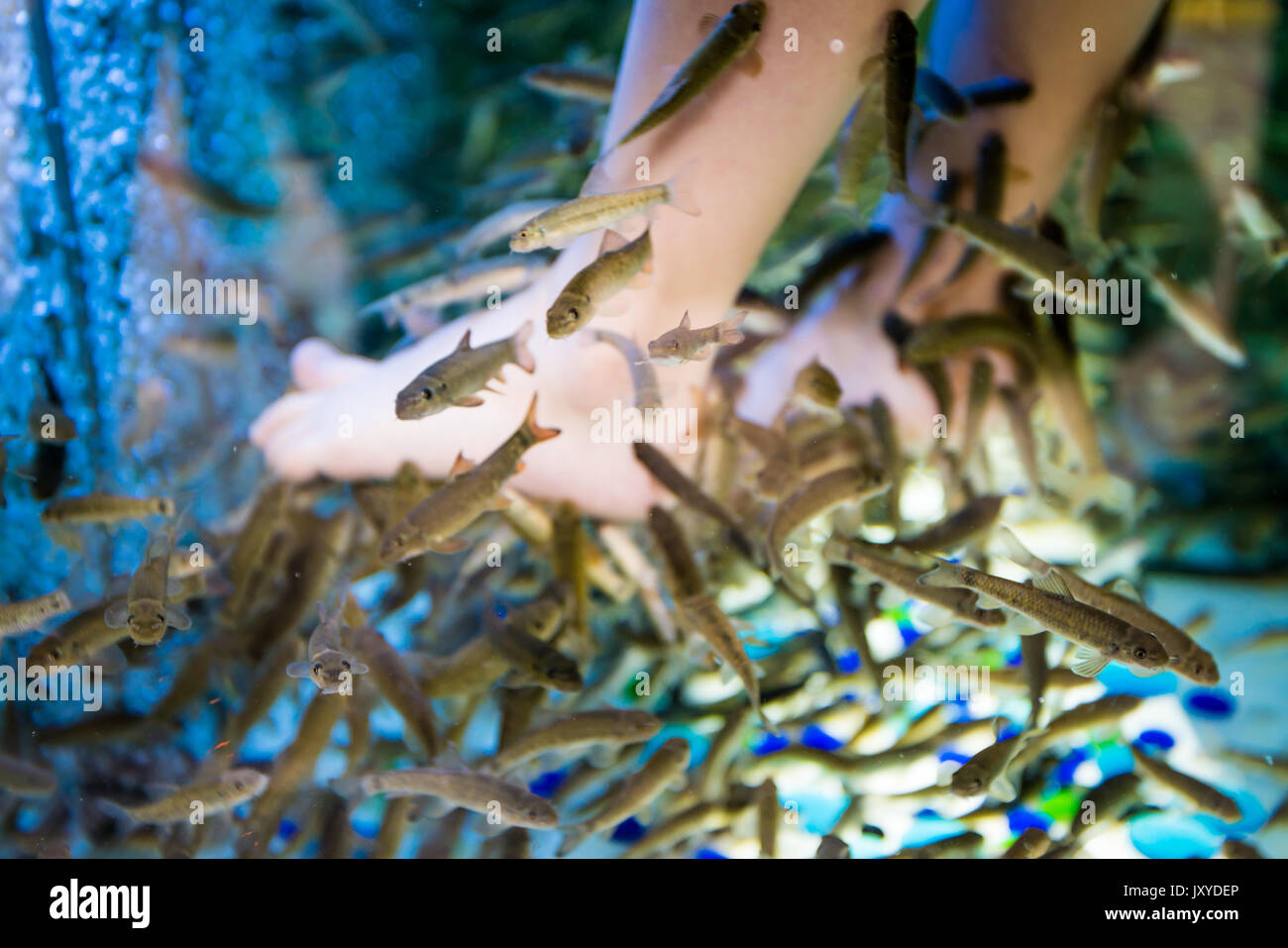 Fish spa feet pedicure. Fish Spa Skin Therapy Stock Photo - Alamy