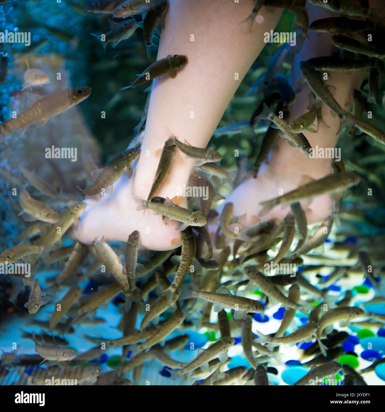 Fish spa feet pedicure. Fish Spa Skin Therapy Stock Photo - Alamy