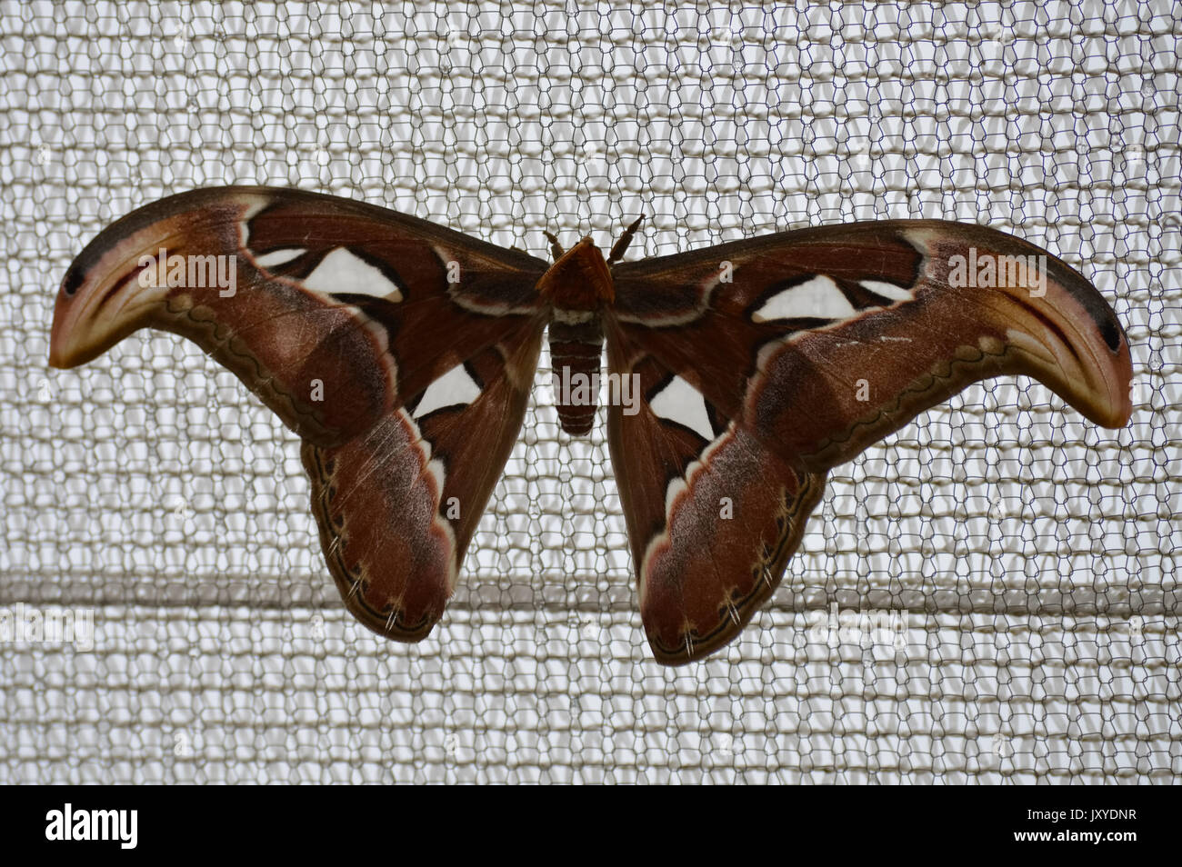 Moth in the garden Stock Photo - Alamy