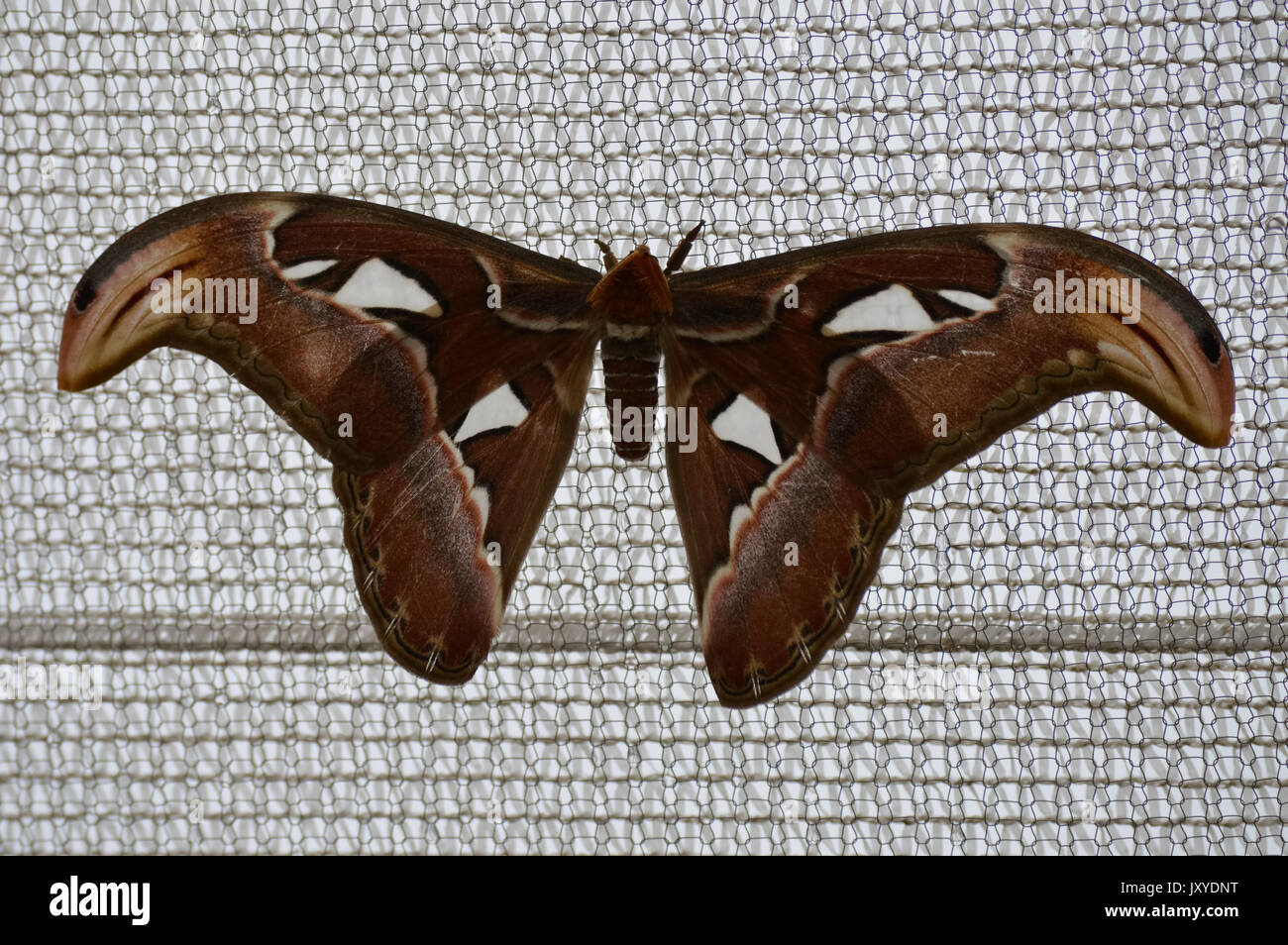 Moth open hi-res stock photography and images - Alamy