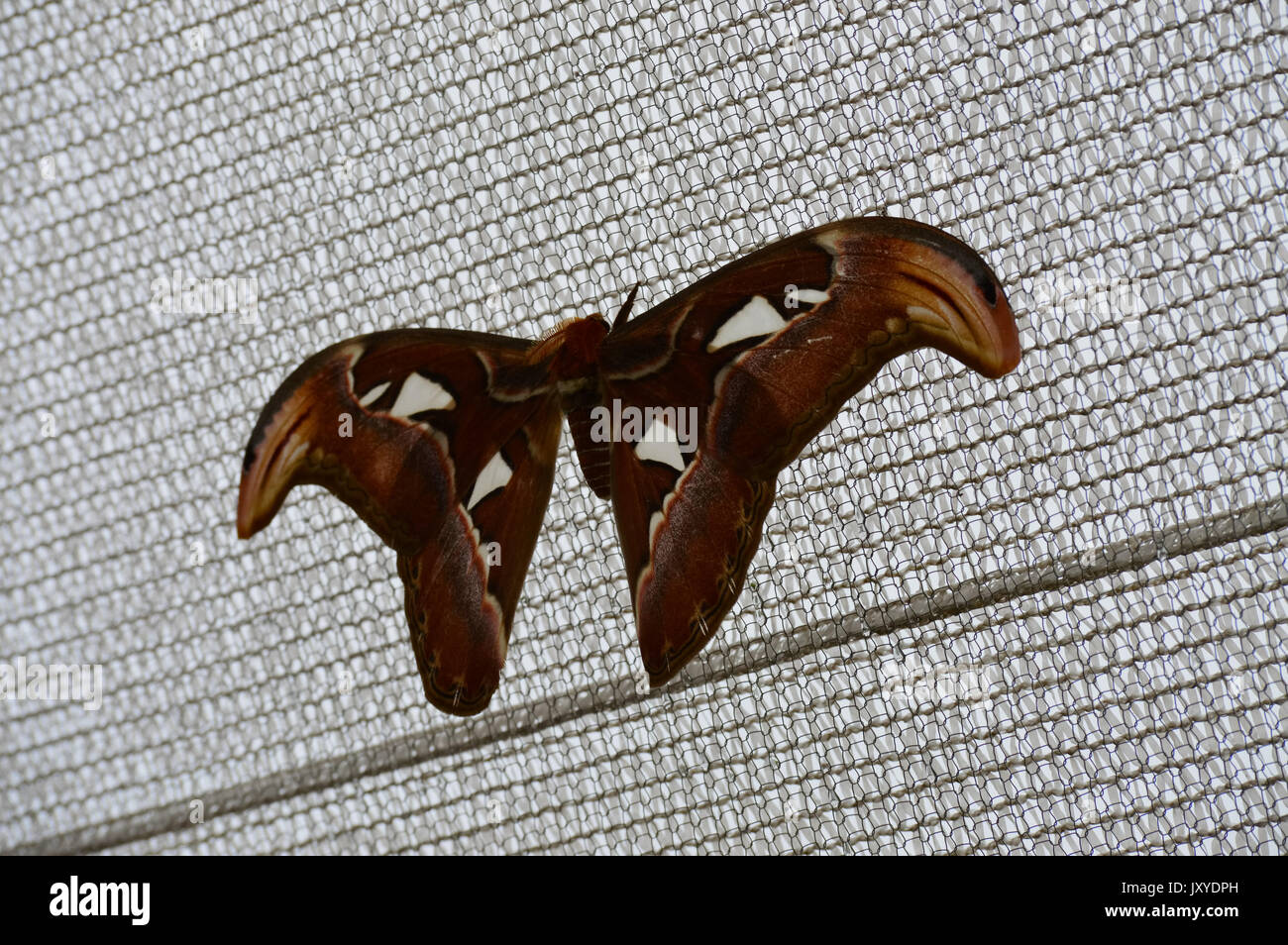 Moth in the garden Stock Photo - Alamy