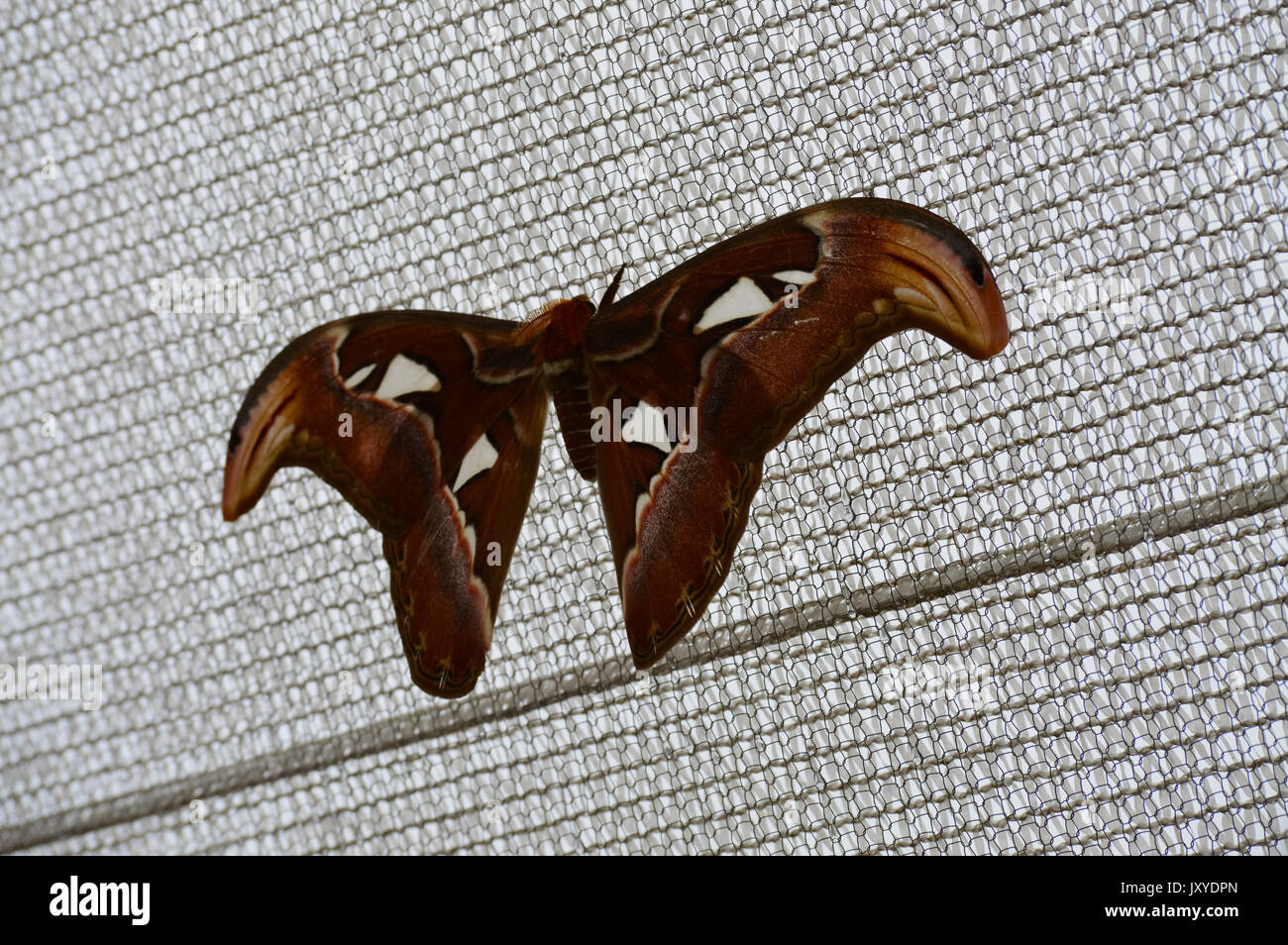 Moth in the garden Stock Photo - Alamy