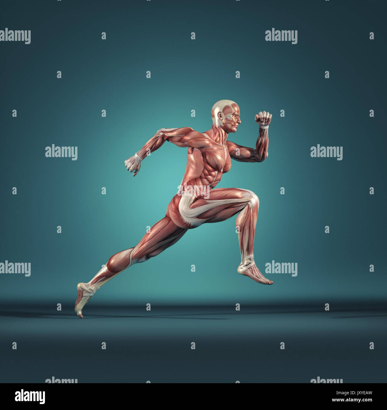 Human muscular system run hi-res stock photography and images - Alamy