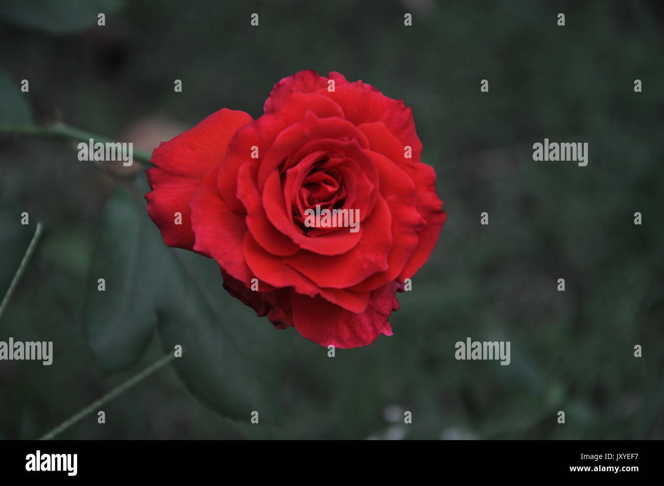 Single picture hi-res stock photography and images - Alamy