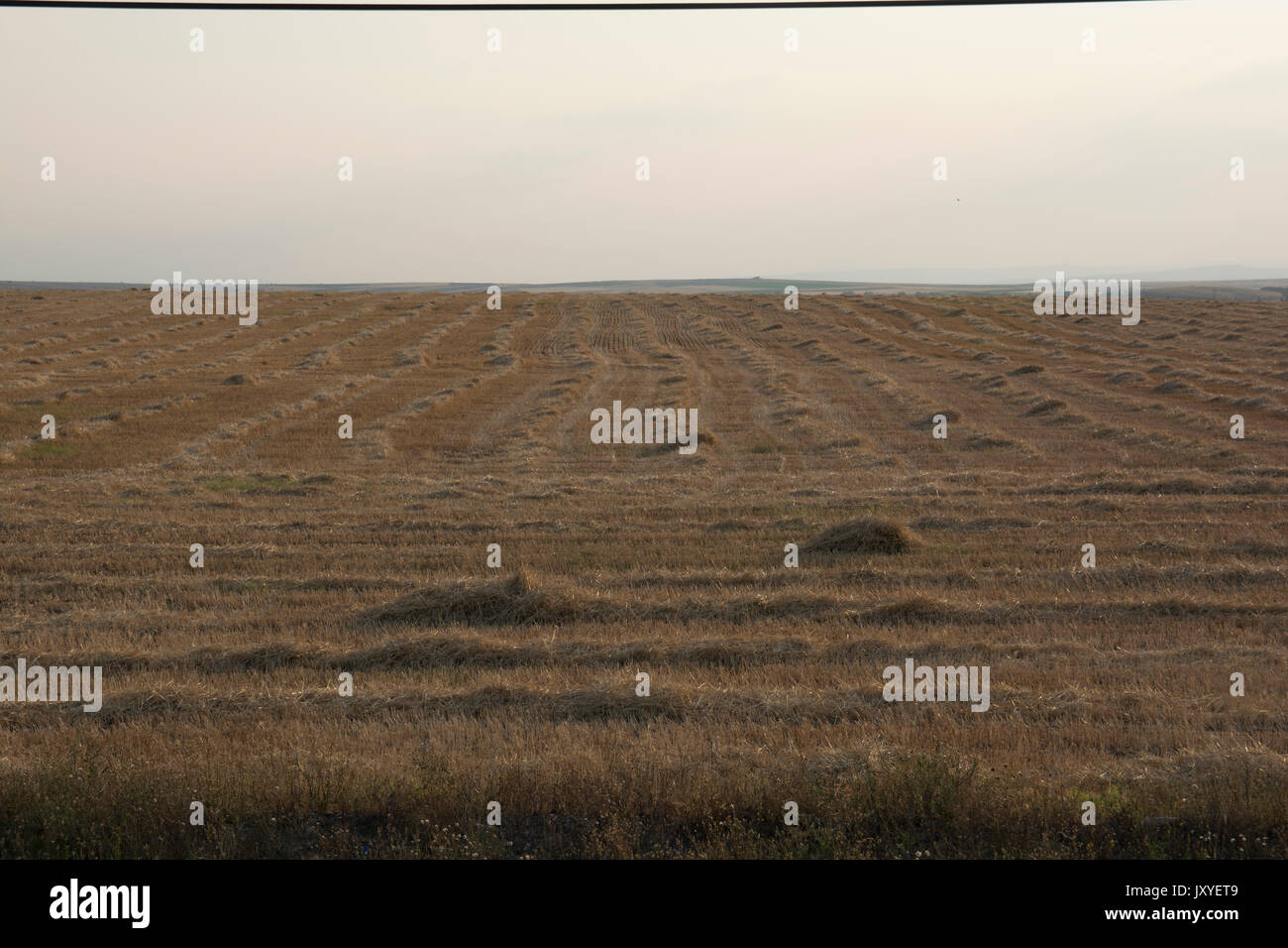 Harvested wheat field. Queue row straws collected Stock Photo - Alamy