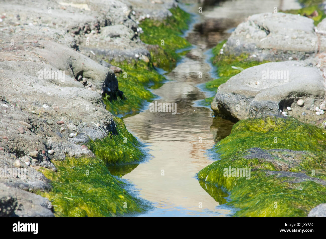 Mossy rocks at beach Stock Photo - Alamy