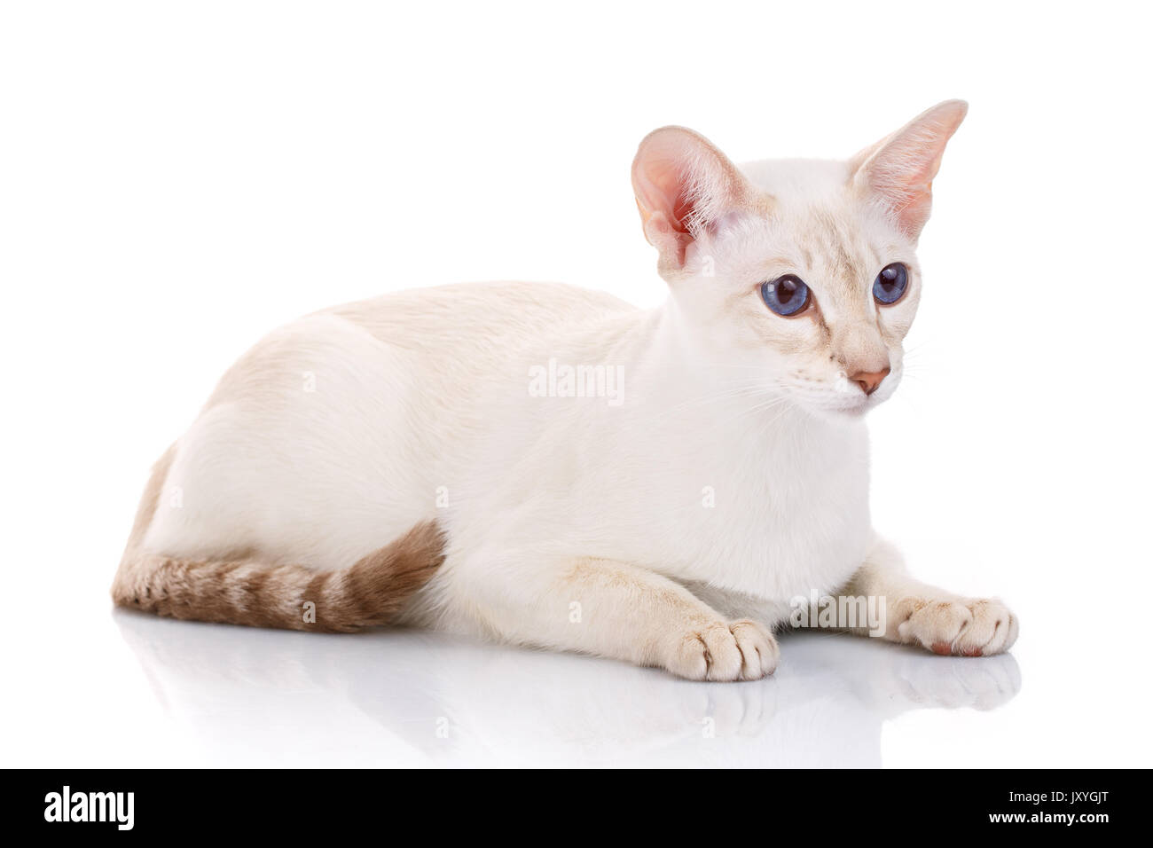 White siamese cat hi-res stock photography and images - Alamy
