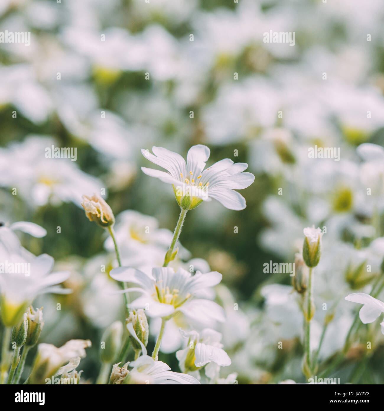 Spring flowers growing in the garden hi-res stock photography and ...