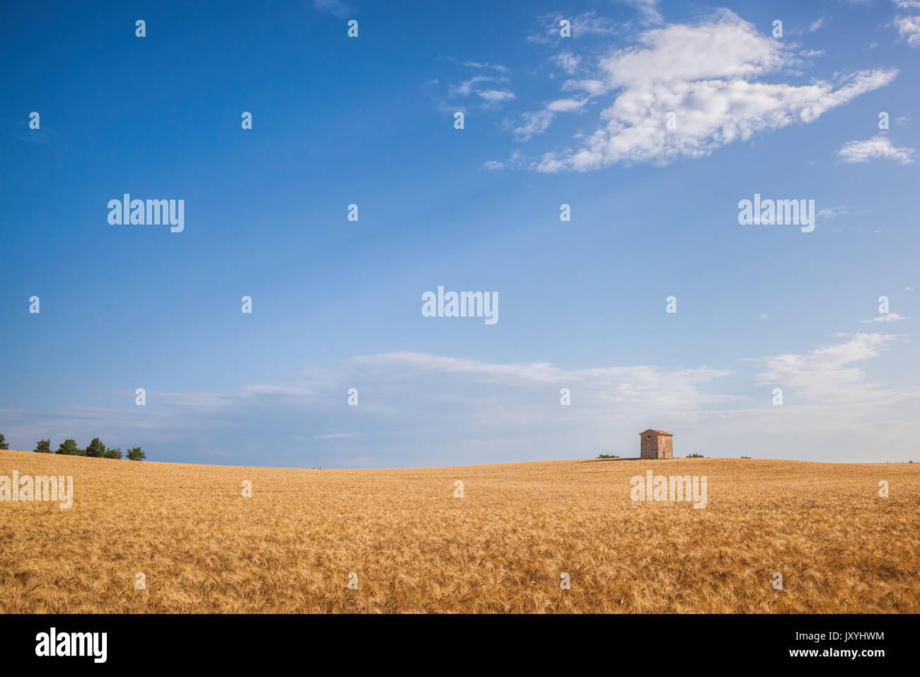 Wheat field in famous Provence, south of France Stock Photo - Alamy
