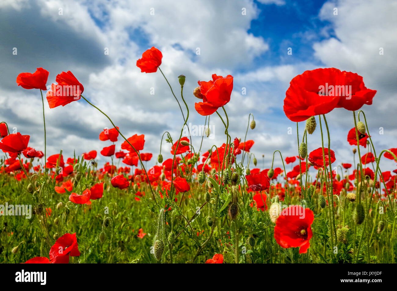 Field red poppies against sunset hi-res stock photography and images ...