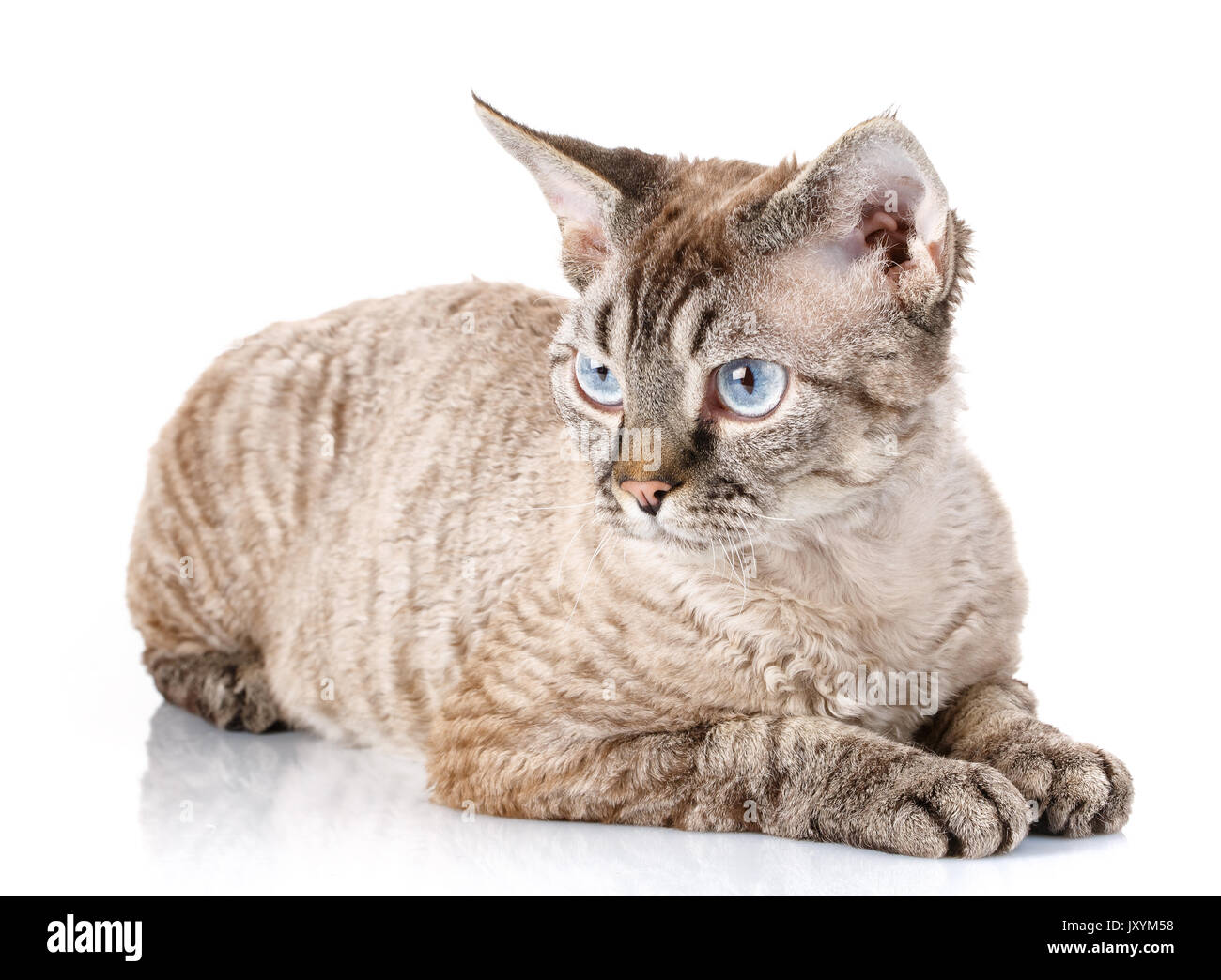 gray devon rex cat lying on white background background Stock Photo - Alamy