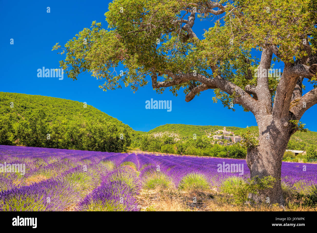 Simiane la Rotonde village with lavender field in Provence, France ...