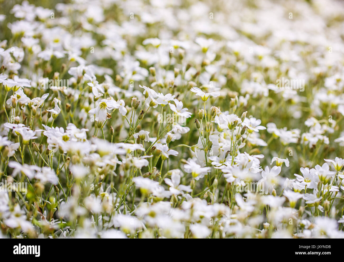 Beautiful springflower hi-res stock photography and images - Alamy