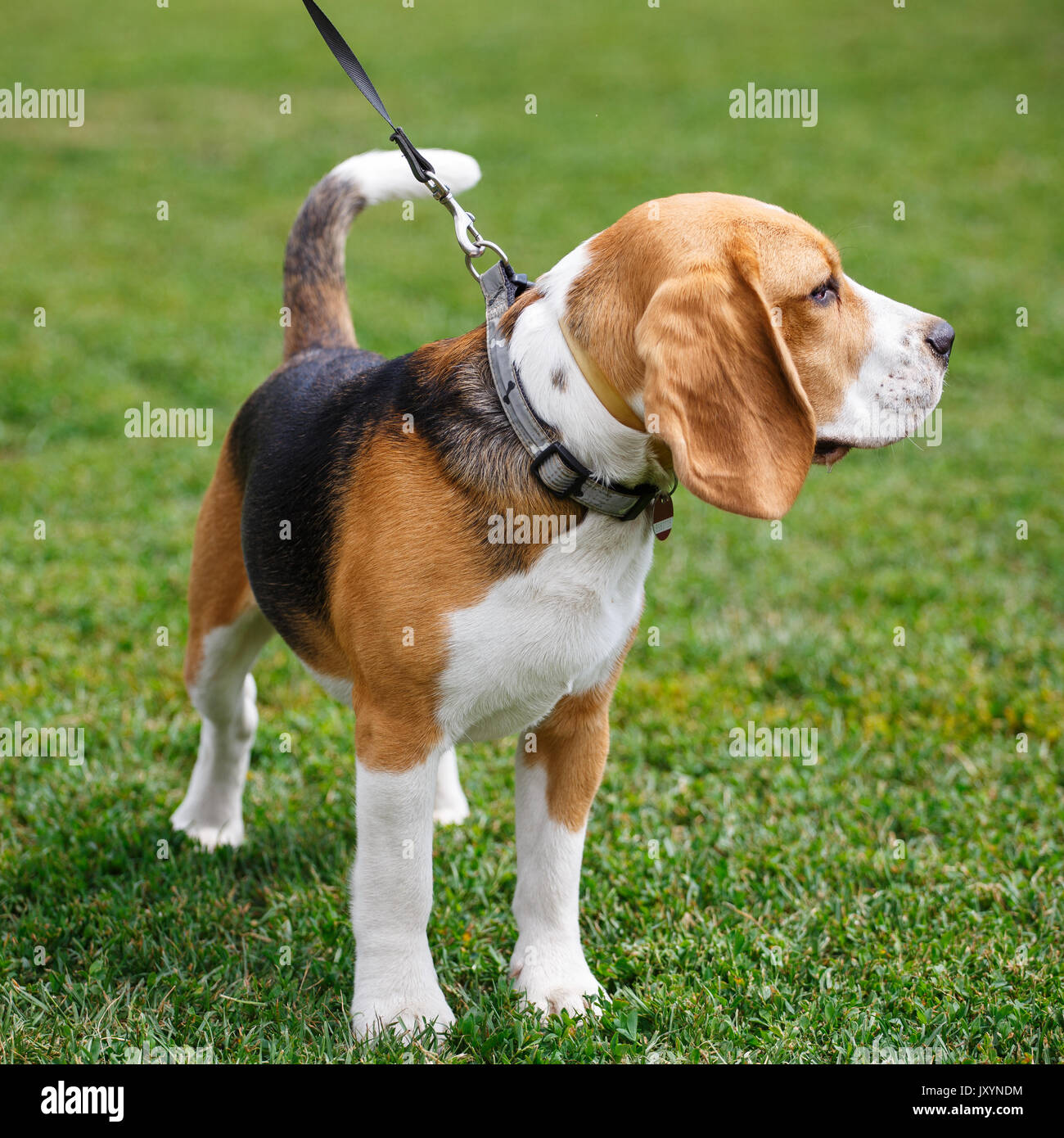 Doggy position hi-res stock photography and images - Alamy