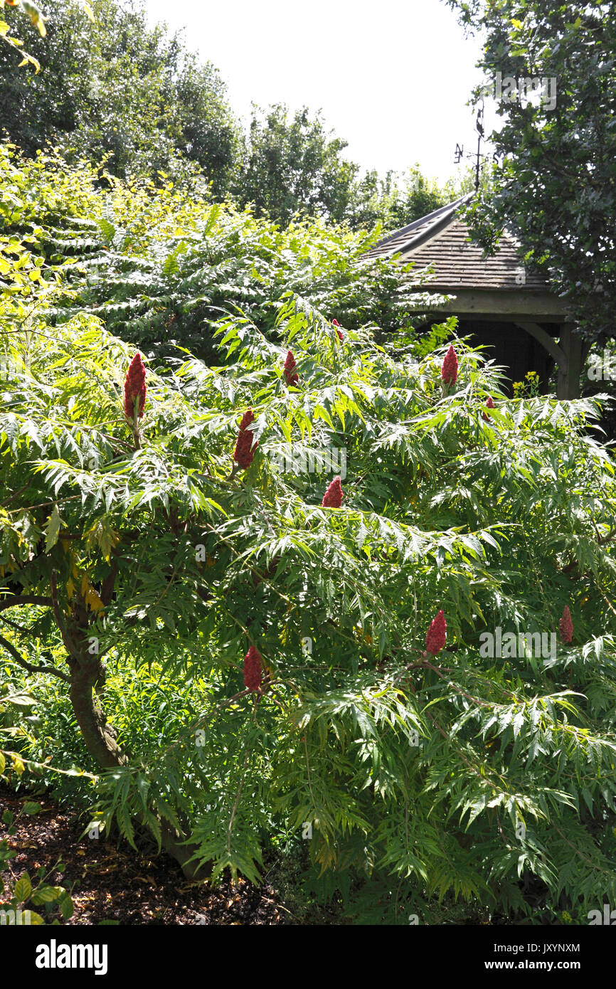 Rhus typhina stags horn sumach hi-res stock photography and images - Alamy
