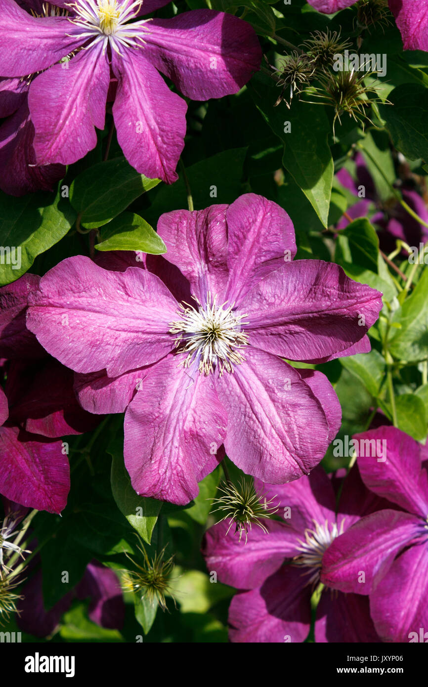 Voluceau hi-res stock photography and images - Alamy