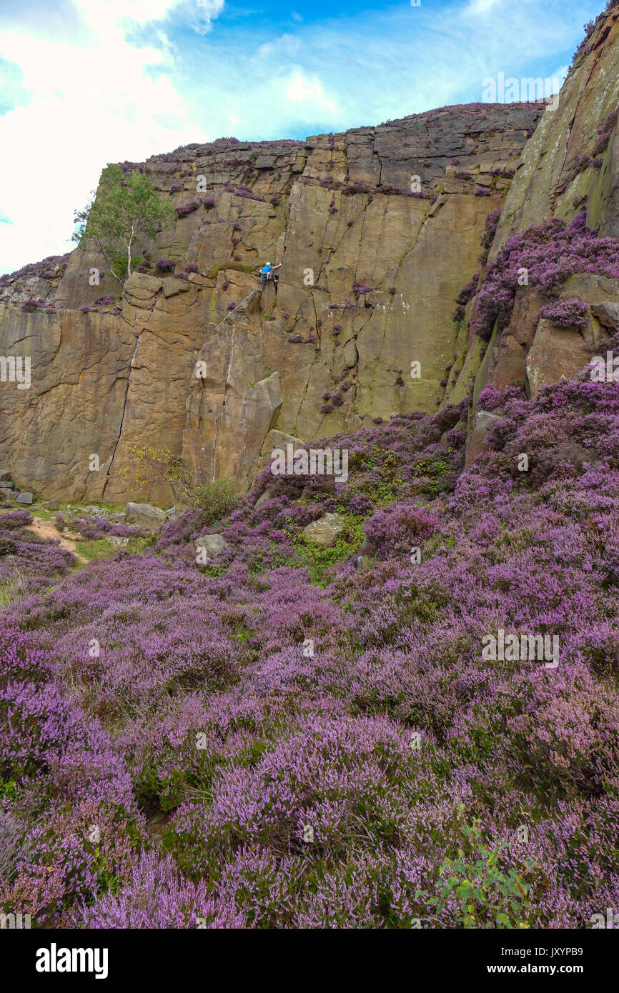 Rock climber in Millstone Quarry with purple heather, Peak District ...