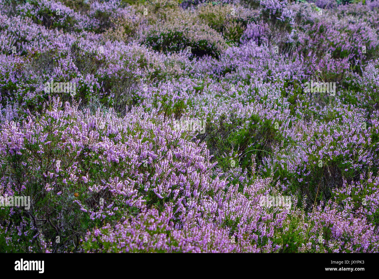 Heather moorland peak district uk hi-res stock photography and images ...