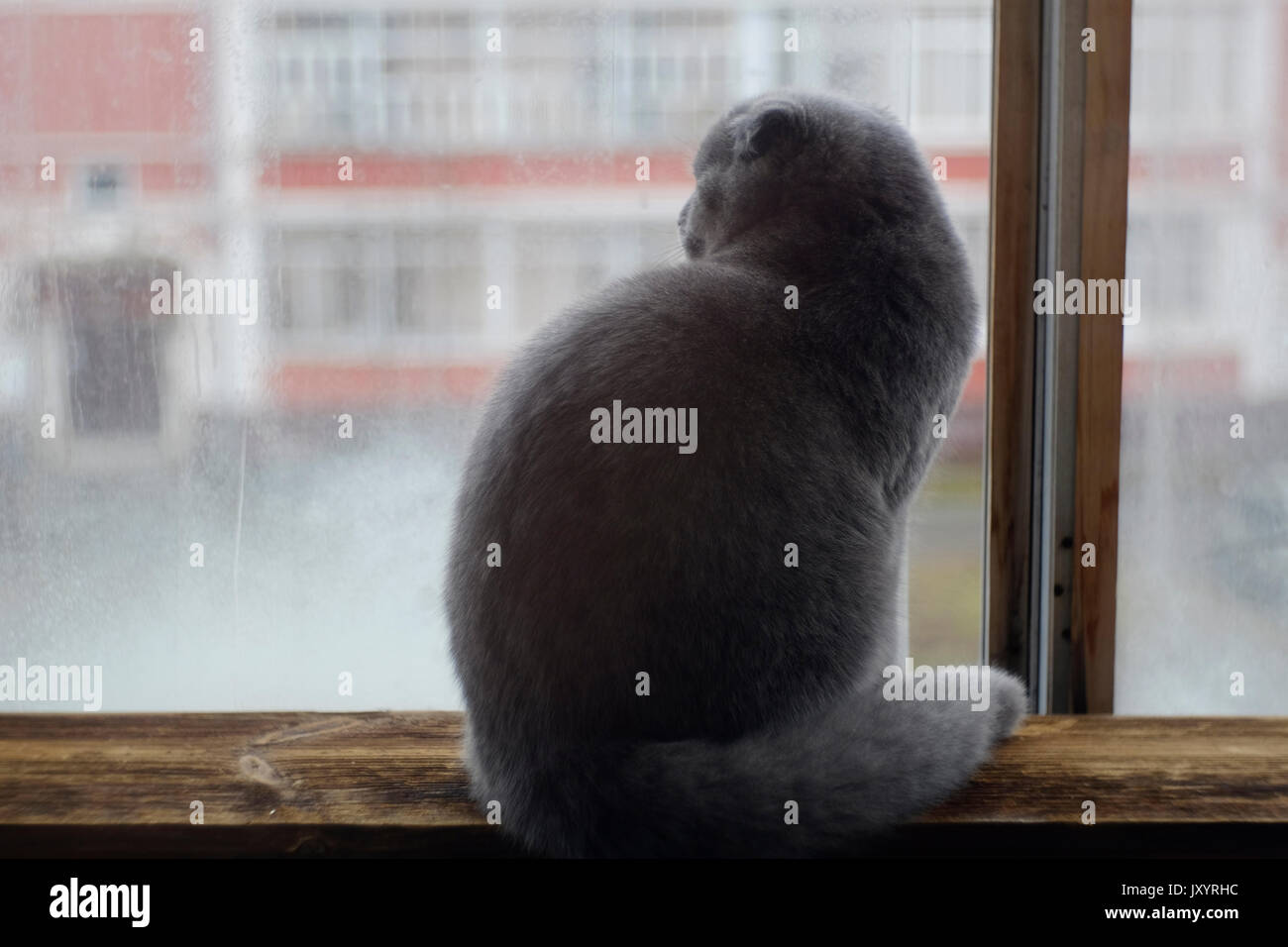 Cat sitting on windowsill Stock Photo - Alamy
