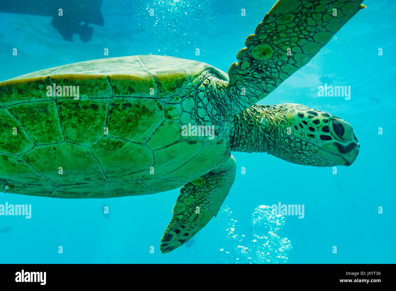 Side view of a sea turtle hi-res stock photography and images - Alamy