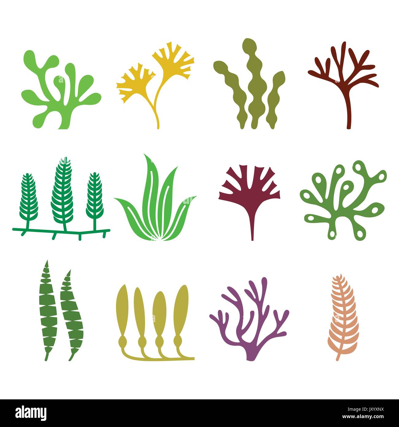 Seaweed Food Vector
