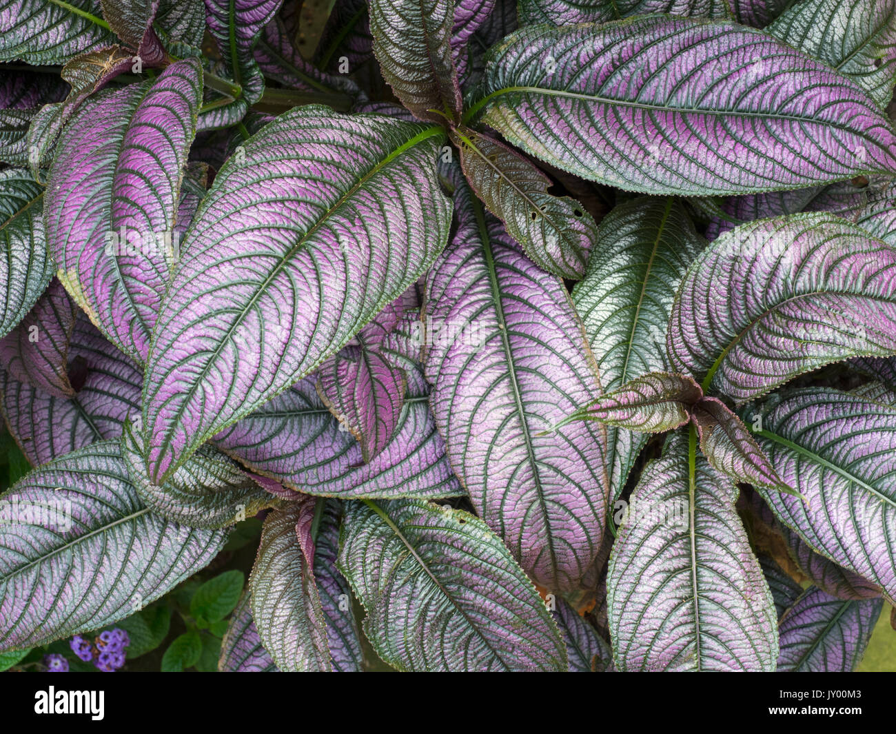 Persian Shield Strobilanthes dyeriana Stock Photo - Alamy