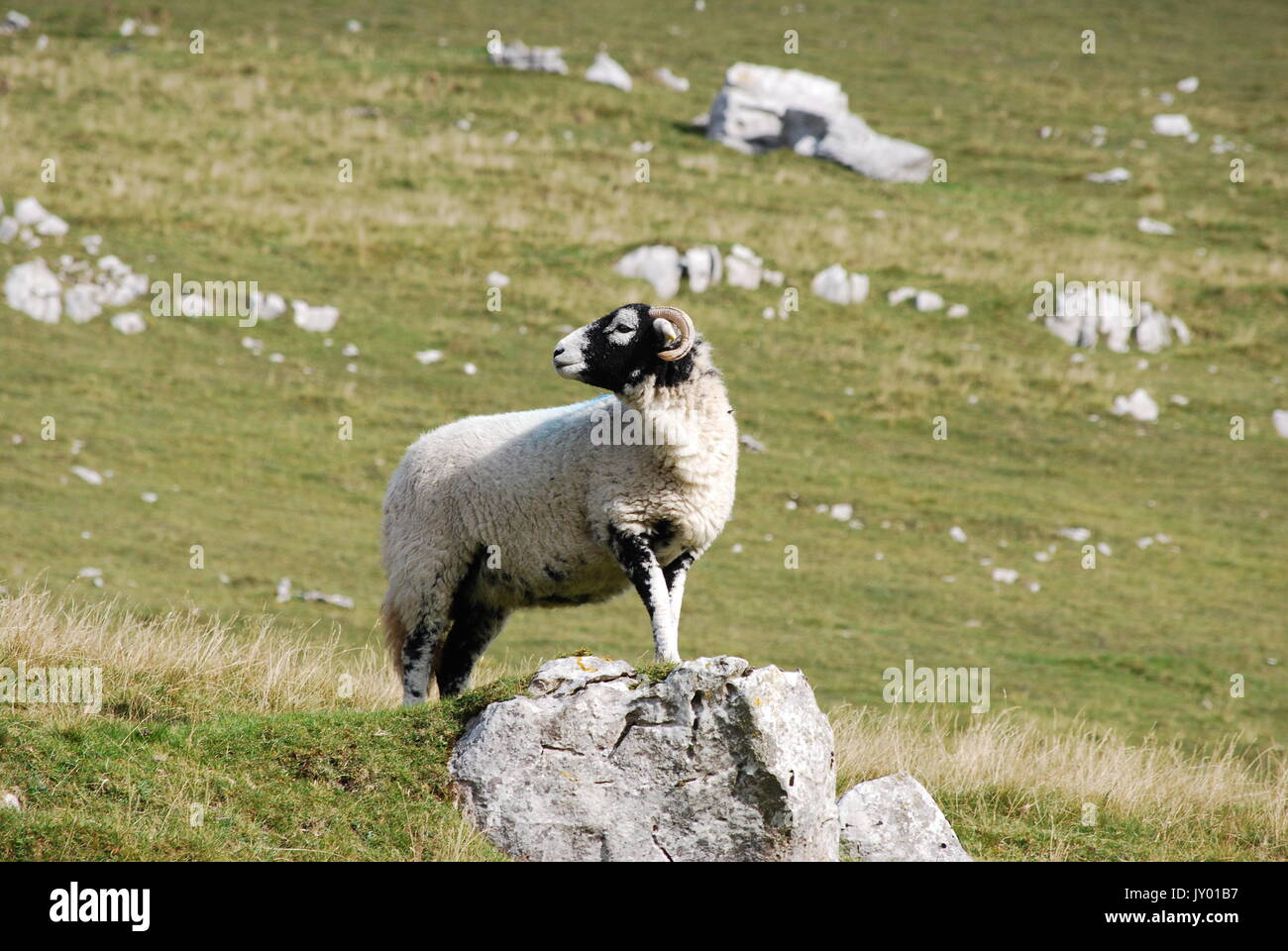 Royal sheep hi-res stock photography and images - Alamy
