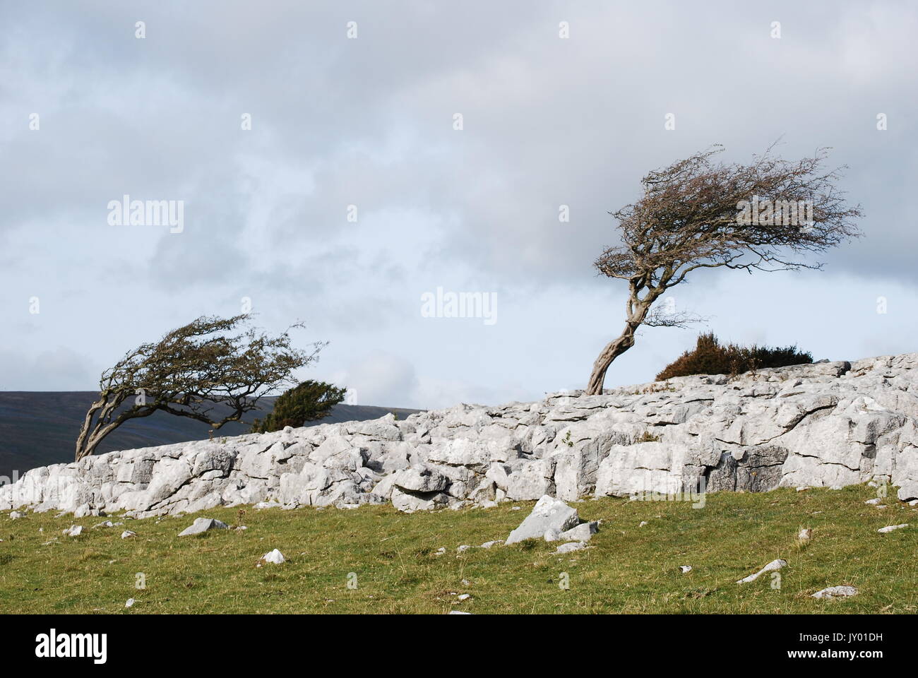 Windswept trees in motion Stock Photo - Alamy