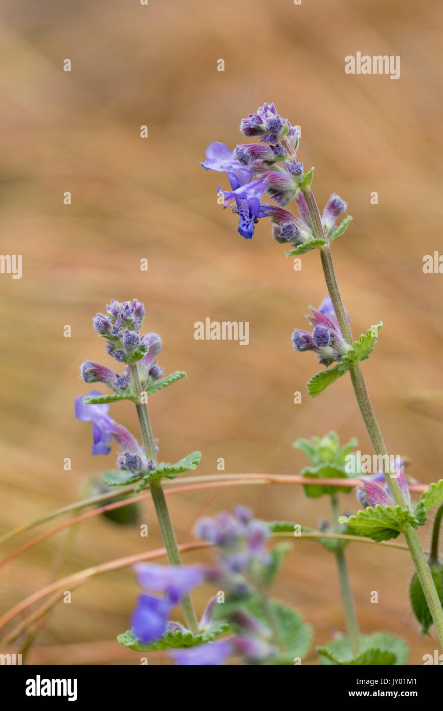 Blue flowers on the short flower spikes of the compact dwarf catmint ...