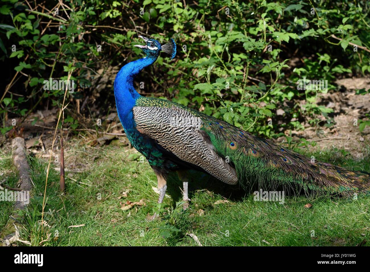 Blue Peacock with Train Stock Photo - Alamy