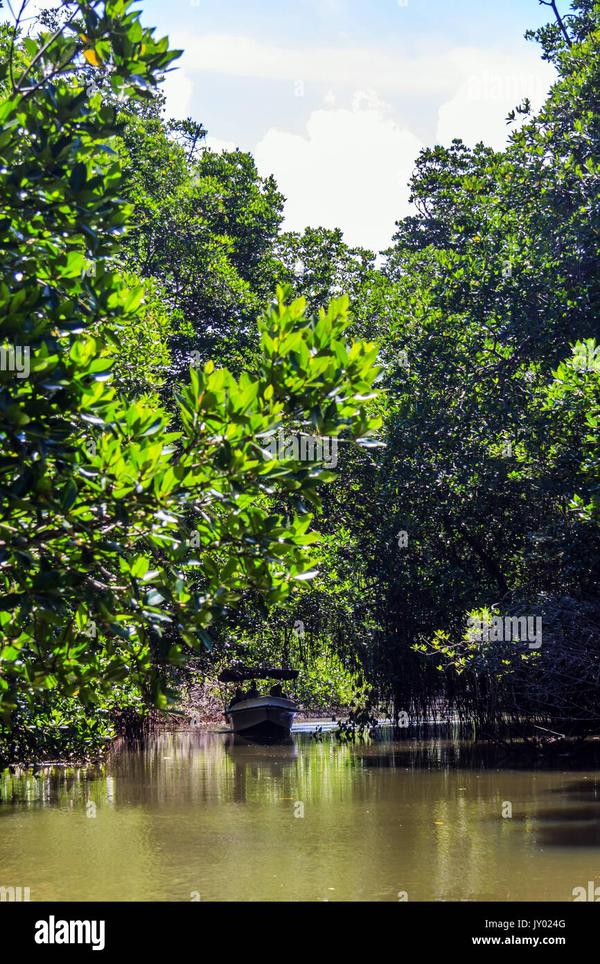 The Bentota river among the Jungle at sunny day. Sri Lanka Stock Photo ...
